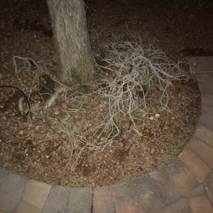 NEVADA COMMUNITY MANAGEMENT - Updated July 2025 - 18 Photos & 63 ...