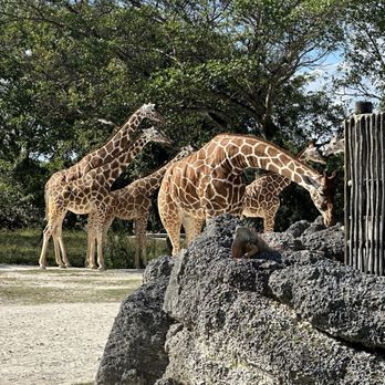 ZOO MIAMI - Updated March 2025 - 3711 Photos & 1030 Reviews - 12400 SW ...