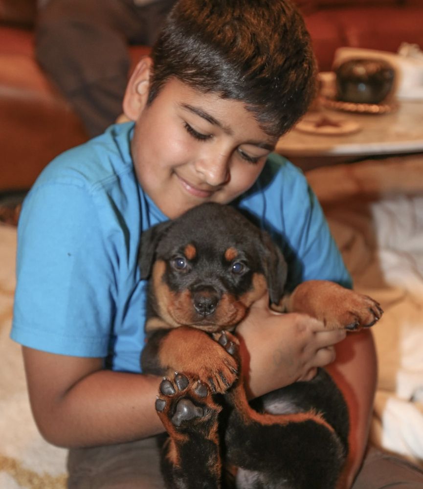 THE ROTTWEILER BREEDERS - Updated October 2024 - 20 Photos - Torrance ...