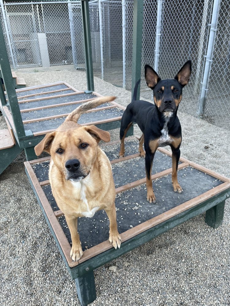 K-9 COUNTRY CLUB - Updated June 2025 - 113 Photos & 24 Reviews - 414 ...