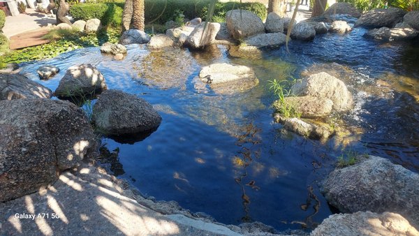 TREELAND NURSERIES - Updated December 2025 - 65 Photos & 80 Reviews ...