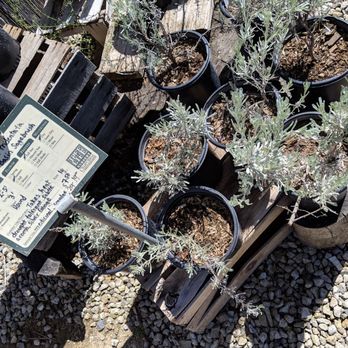 TREE OF LIFE NURSERY - Updated January 2026 - 110 Photos & 68 Reviews ...