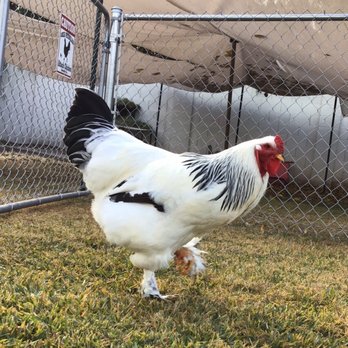 CACKLE HATCHERY® - Updated March 2025 - 68 Photos & 58 Reviews - 411 W ...