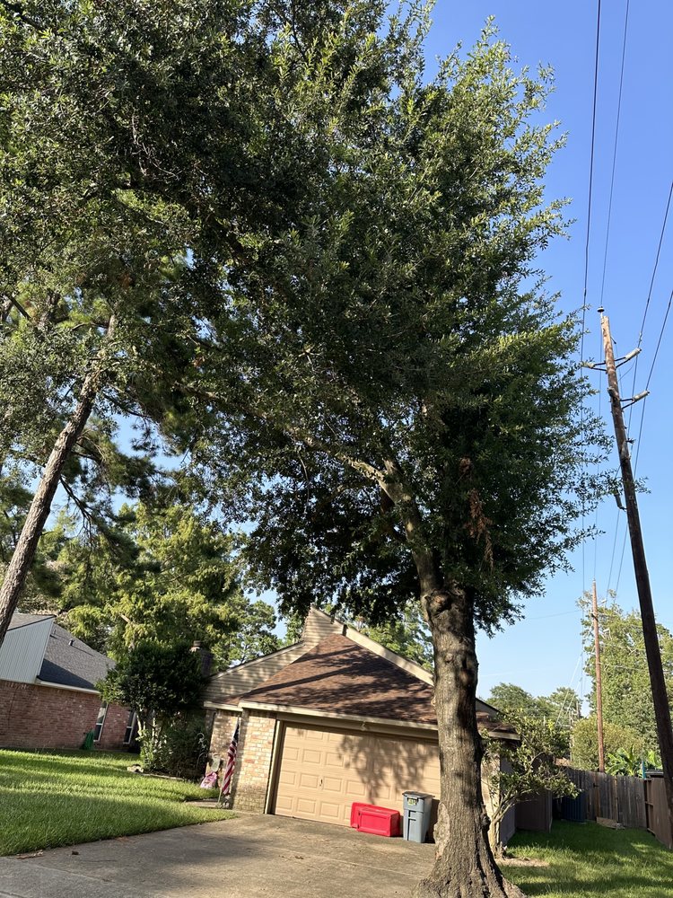 AFFORDABLE TREE SERVICE - 73 Photos - Houston, Texas - Tree Services ...