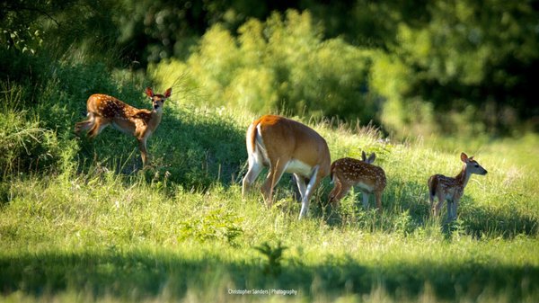 MEADOWMERE PARK - Updated June 2024 - 207 Photos & 22 Reviews - 3000 ...