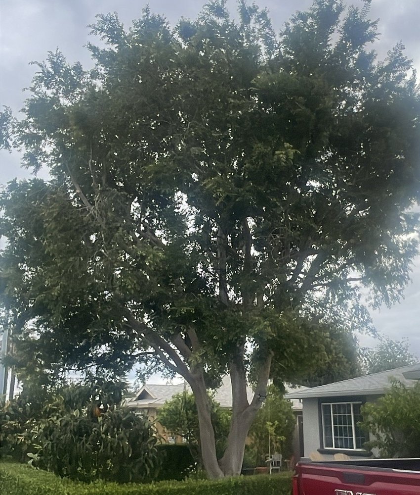 EG TREE SERVICES - Updated May 2025 - Request a Quote - 2202 Santa ...