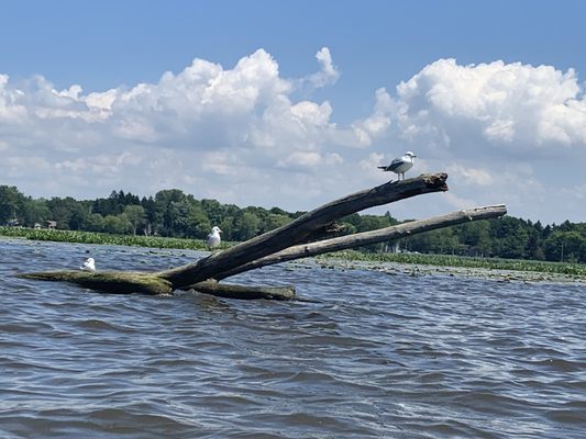 LAKESHORE KAYAK RENTAL - Updated November 2025 - 24 Photos & 14 Reviews ...