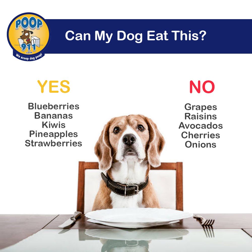 POOP 911 - Updated September 2025 - 36 Photos & 115 Reviews - Las Vegas ...