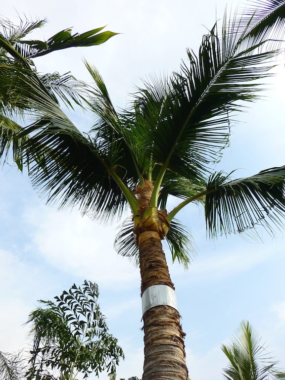 SUNSHINE TREE SERVICE - Updated June 2025 - 12 Photos - Kealakekua ...