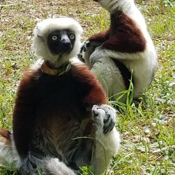 DUKE UNIVERSITY LEMUR CENTER - Updated December 2025 - 394 Photos & 85 ...