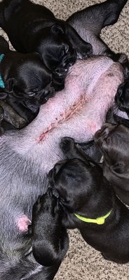 Dirk Butchko Pro Vet, 4375 Van Buren Blvd, Riverside, CA, Veterinarians ...