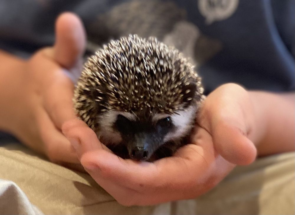 PRICKLE PACK HEDGEHOGS - Updated May 2024 - 26 Photos - 2S579 Partridge ...