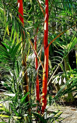 JESSE DURKO’S NURSERY - Updated December 2025 - 114 Photos & 46 Reviews ...