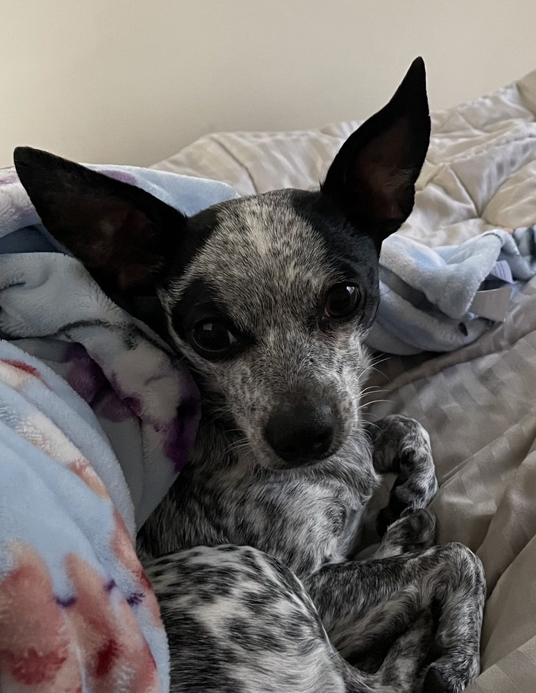 CASTAWAYS PET RESCUE - Updated January 2026 - 10 Photos - 11659 GA Hwy ...