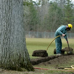 THE DAVEY TREE EXPERT COMPANY - 20 Photos & 62 Reviews - 3009 1/2 C St ...