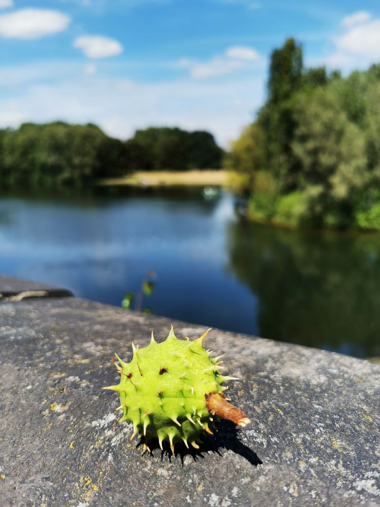 FREIZEITPARK RHEINAUE - Updated March 2024 - 44 Photos & 30 Reviews ...