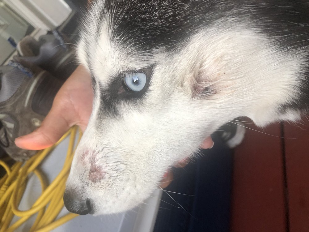 TANGLED TAILS - 14 Photos - 2121 Adventureland Dr, Altoona, Iowa - Pet ...