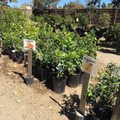ALDEN LANE NURSERY - 308 Photos & 180 Reviews - Nurseries & Gardening ...
