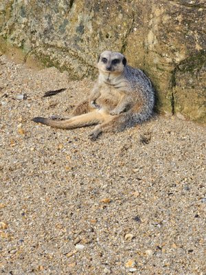 ISLE OF WIGHT ZOO - Updated March 2024 - 13 Photos - Yaverland Rd ...
