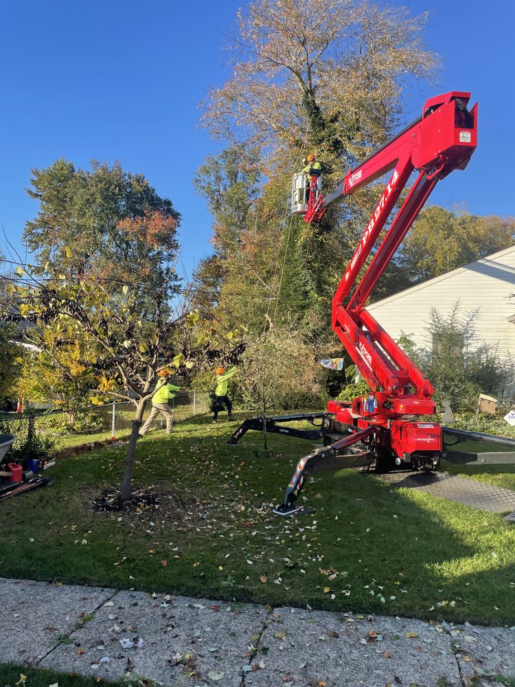LEWIS TREE SERVICE - Updated October 2025 - 33 Photos - 125 Hilliards ...