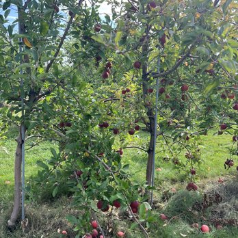 GOEBBERT’S FARM - Updated December 2024 - 326 Photos & 178 Reviews ...