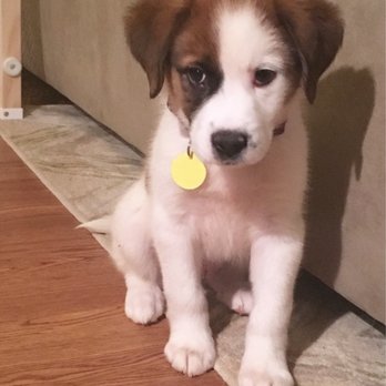 RICHMOND SPCA - Updated May 2025 - 58 Photos & 59 Reviews - 2519 ...