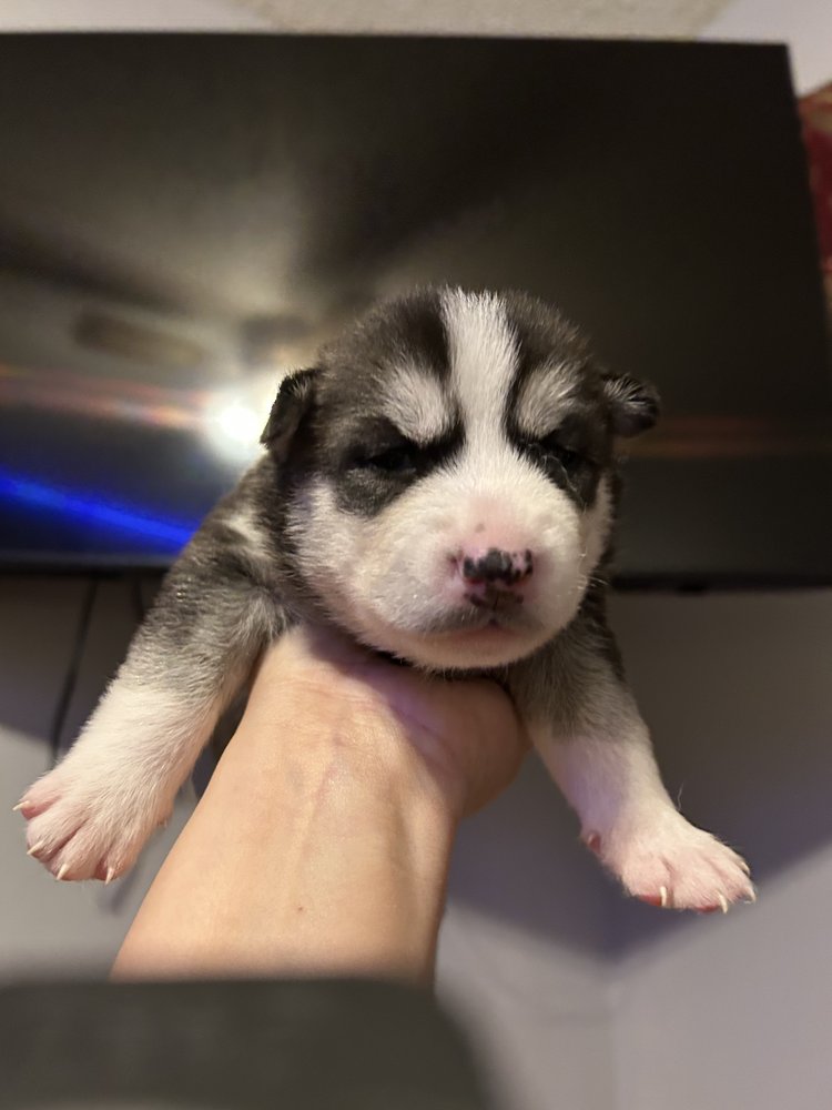 THE PUPPY FACTORY - Updated April 2025 - Request Information - 10 ...