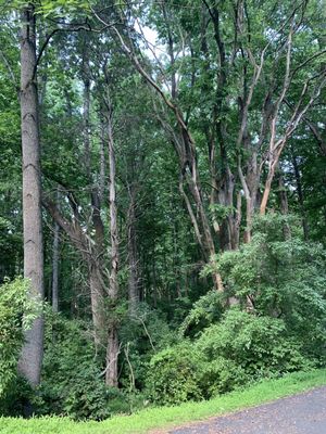 HEMLOCK OVERLOOK REGIONAL PARK - Updated May 2025 - 52 Photos & 26 ...