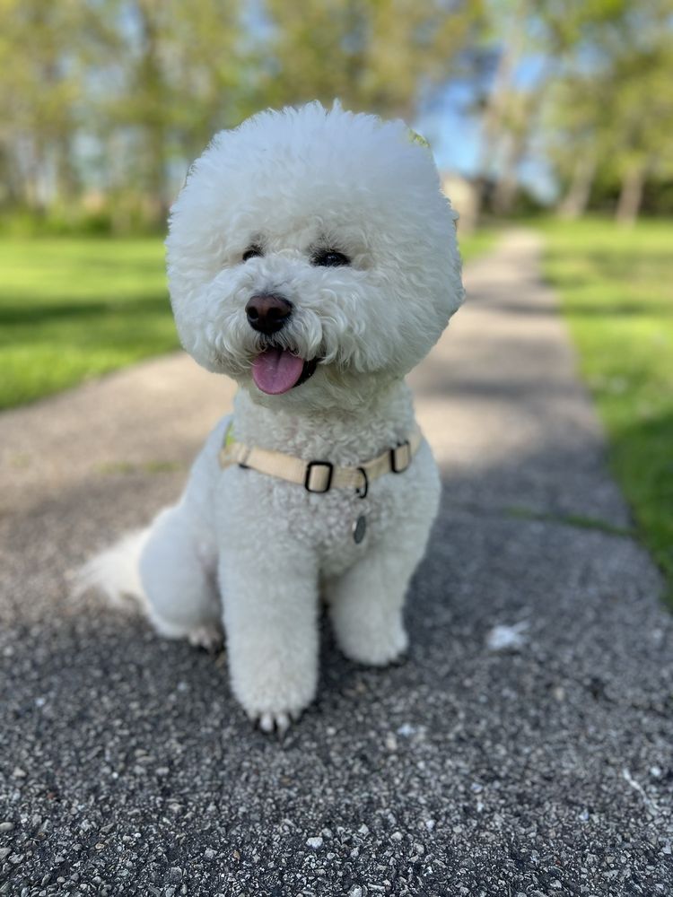 WHEELING DOG SPA - Updated December 2025 - 47 Photos - 737 W Dundee Rd ...