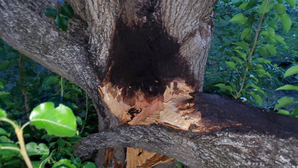 CLARK TREE SERVICE - Updated October 2025 - 27 Photos & 12 Reviews ...