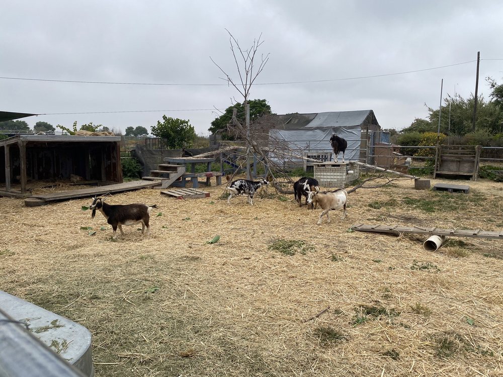 WILD WILLOW FARM - Updated October 2025 - 61 Photos - 2225 Hollister St ...