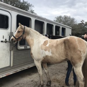 INLET POINT PLANTATION - 19 Photos & 25 Reviews - Horseback Riding ...