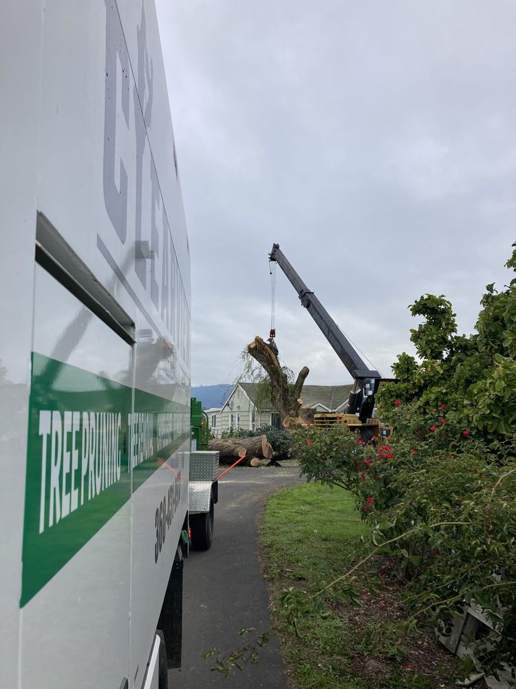 CLEARVIEW TREE - Updated July 2025 - Rainier, Oregon - Tree Services - Phone Number - Yelp