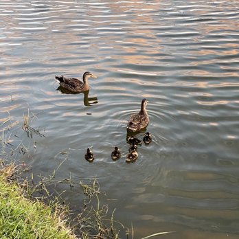 LAKE MIRROR COMPLEX - Updated October 2025 - 199 Photos & 26 Reviews ...