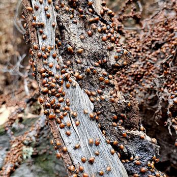 PINNACLES NATIONAL PARK - Updated June 2024 - 2415 Photos & 400 Reviews ...