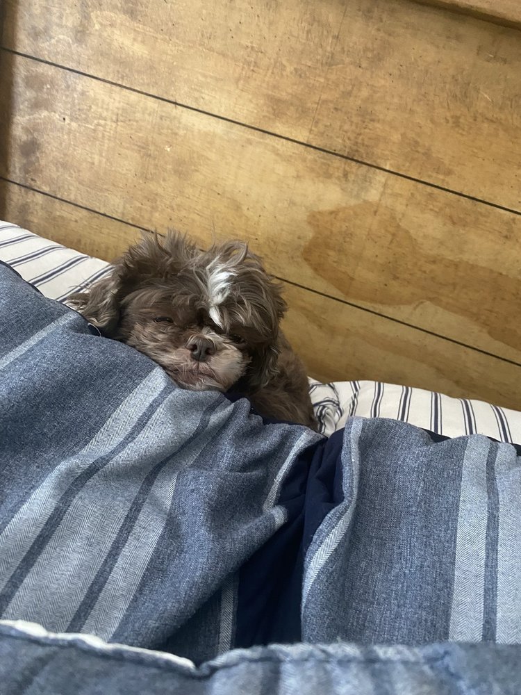 GREGGS ANIMAL HOSPITAL - Updated December 2025 - 104 Photos & 212 ...