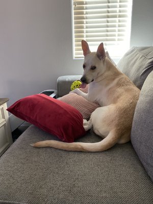 HALO ANIMAL RESCUE - 73 Photos & 138 Reviews - 3227 East Bell Rd ...