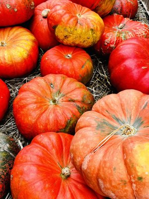 STYER ORCHARD - Updated January 2026 - 90 Photos & 60 Reviews - 97 ...