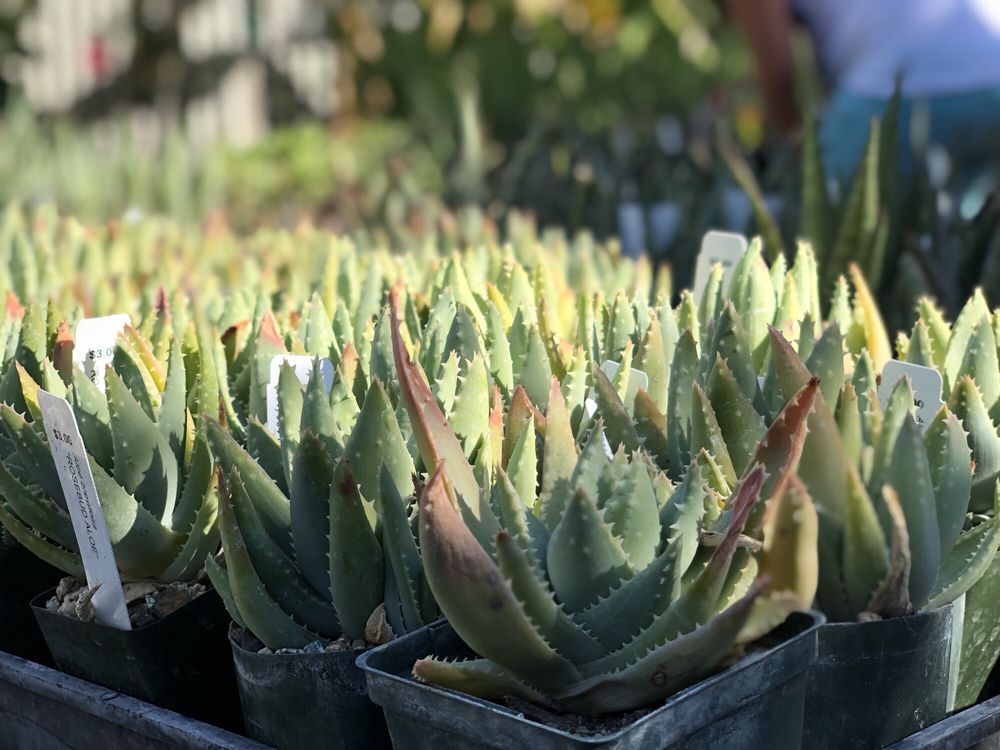 UCR BOTANIC GARDENS - 579 Photos & 111 Reviews - Botanical Gardens - 1 ...