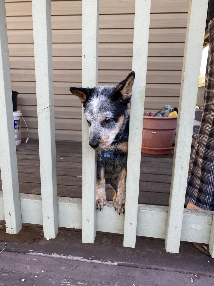 DDD RANCH - Updated September 2024 - 28 Photos - 710 E Suncrest Ln ...