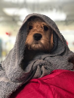 CHINO’S CARING KENNEL - Updated March 2025 - 317 Photos & 343 Reviews ...