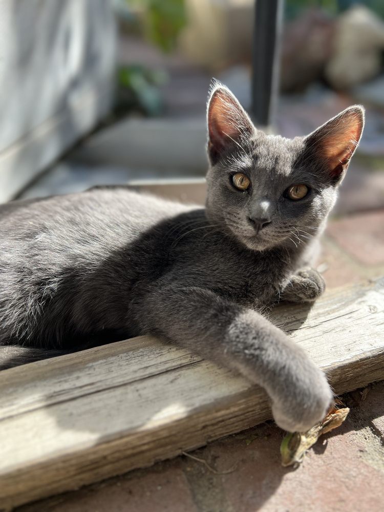 COLTON ANIMAL HOSPITAL - Updated January 2026 - 29 Reviews - 1309 N ...