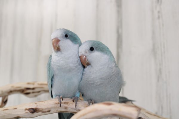 DALLAS PARROTS - Updated June 2025 - 35 Photos & 11 Reviews - 2608 Long ...