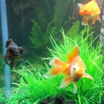 FINS, FANGS ‘N’ FEATHERS - Updated October 2025 - 74 King St, Warrawong ...