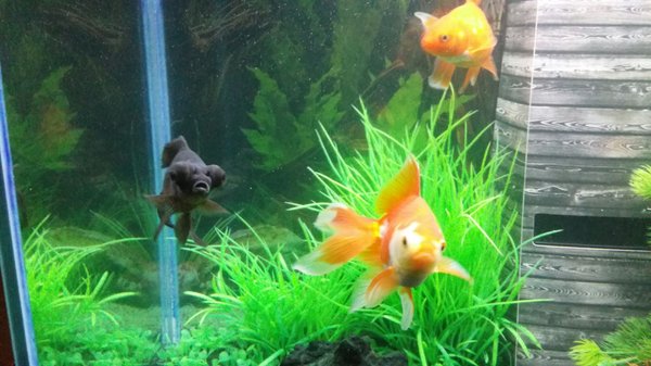 FINS, FANGS ‘N’ FEATHERS - Updated October 2025 - 74 King St, Warrawong ...