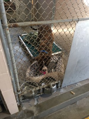 COLLIER COUNTY DOMESTIC ANIMAL SERVICES - Updated October 2025 - 19 ...