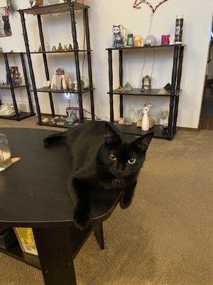 CLEVELAND ANIMAL PROTECTIVE LEAGUE - Updated April 2025 - 79 Photos ...