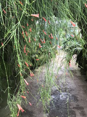 Ott’s Exotic Plants - 201 Photos & 68 Reviews - Nurseries & Gardening ...