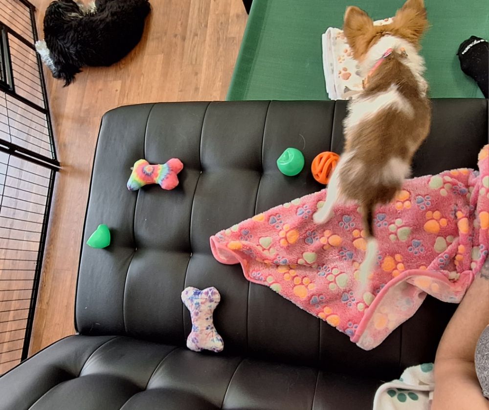 ENVY DOGS JAX - Updated August 2025 - 17 Photos - 585 1st Ave S ...