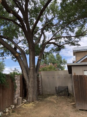 BLOSSOM TREES - Updated August 2024 - 49 Photos & 45 Reviews ...